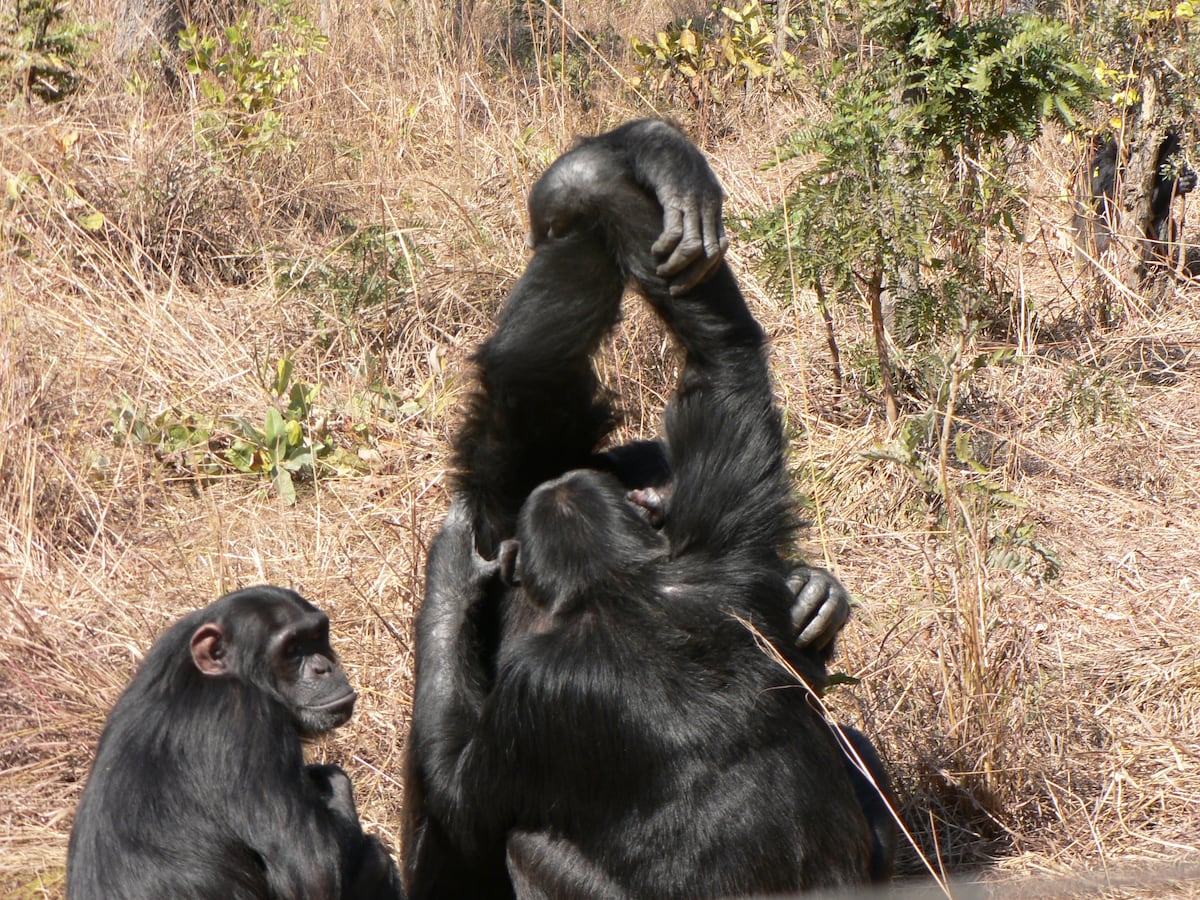 New study of grooming behavior shows chimpanzees have ‘influencers’ too ...