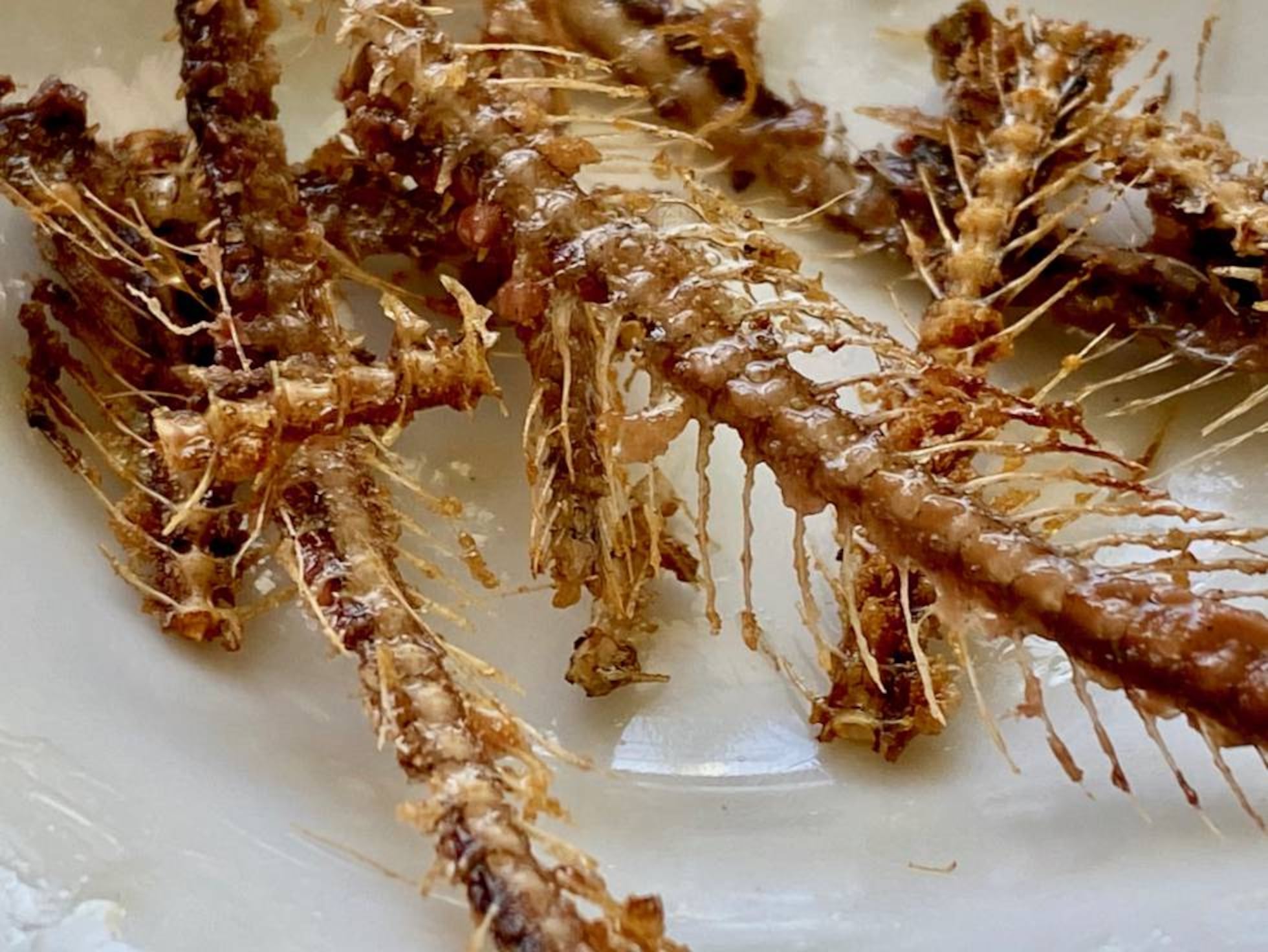 ¿Cómo están más ricas las anchoas? | Gastronotas de Capel | EL PAÍS