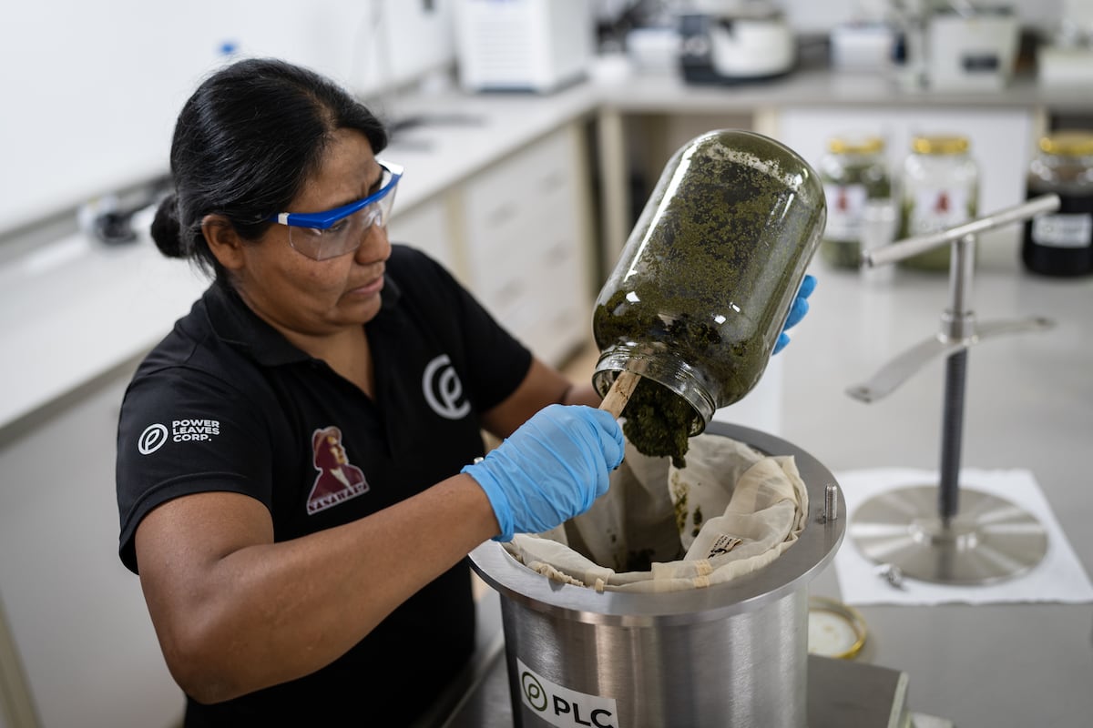 El primer laboratorio legal de coca en Colombia, un sueño que se ...