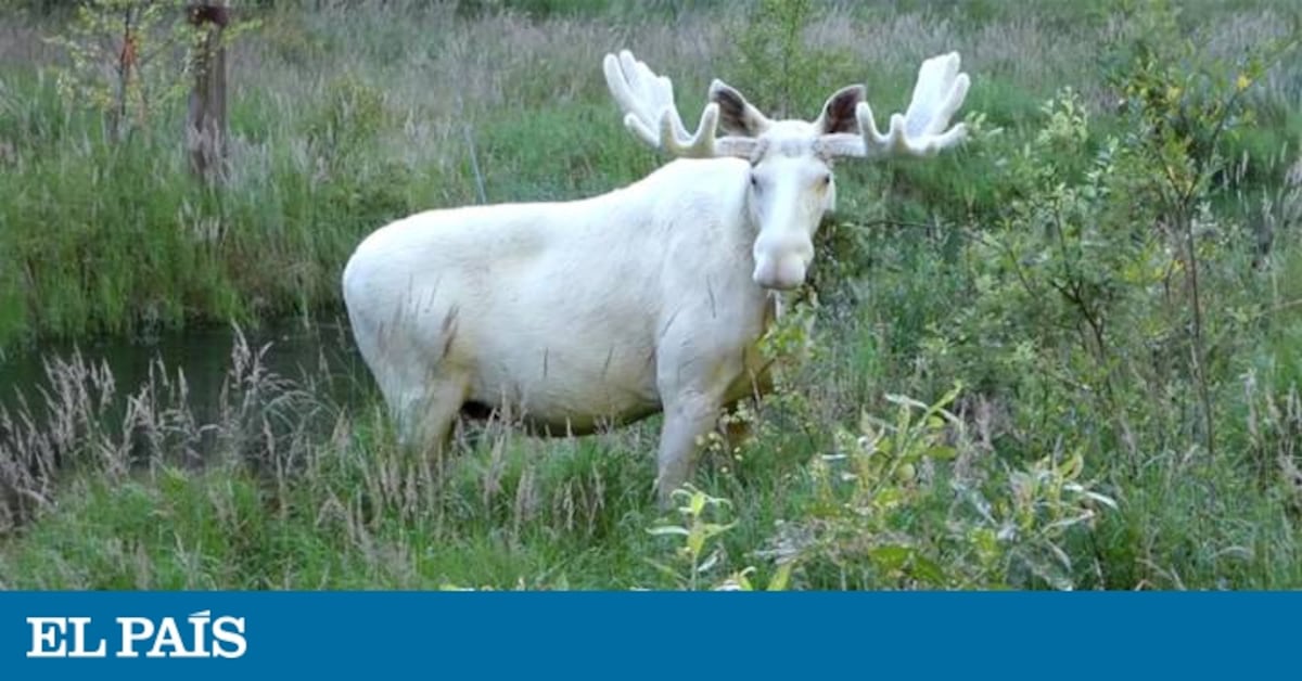 La muerte violenta de un alce blanco exaspera a los indígenas de Canadá ...