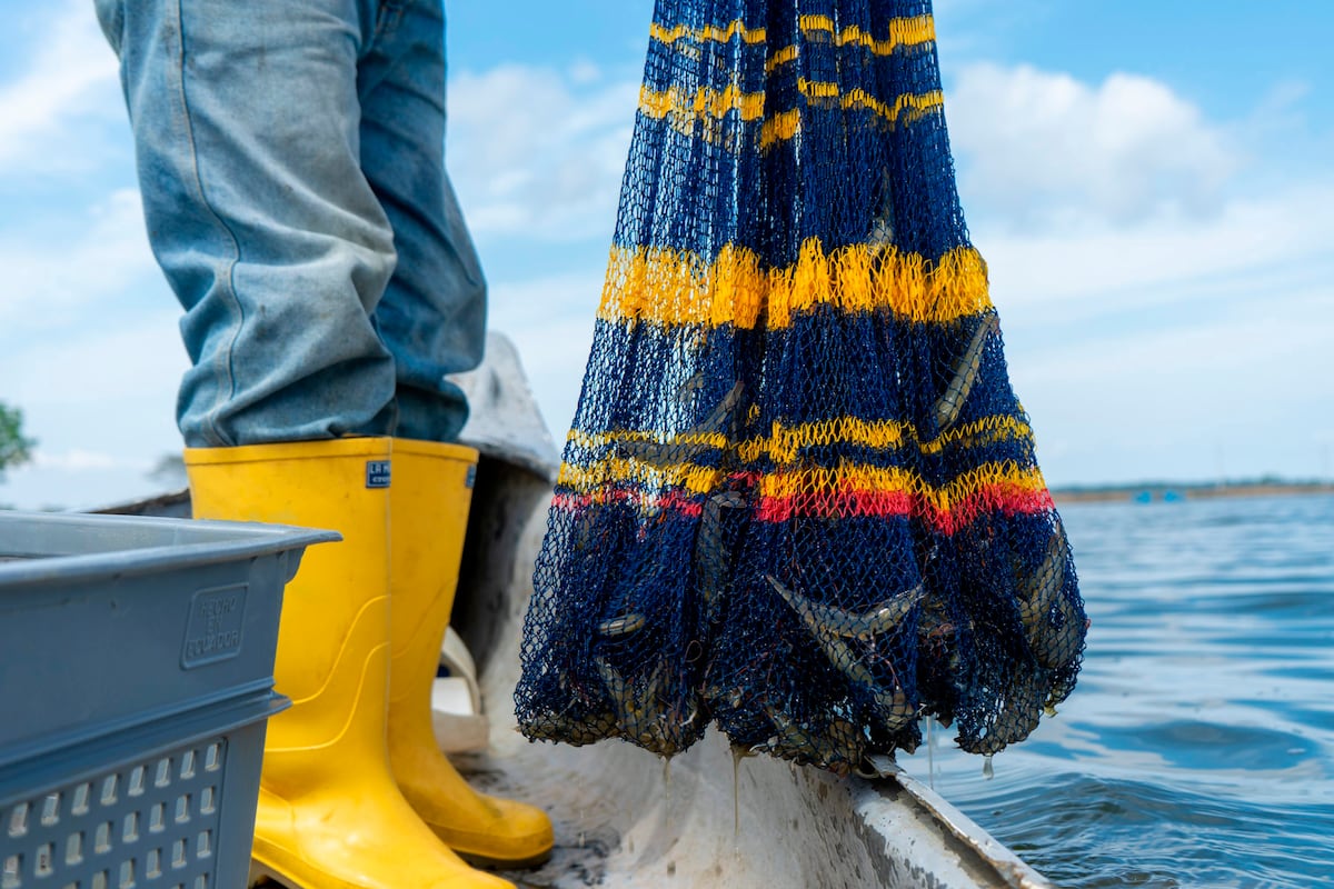 Nueva Pescanova: Rodolfo Langostino, otro ‘gallego’ que emigra ...