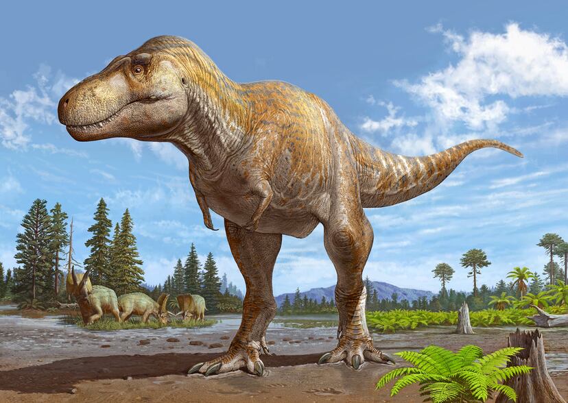 Discovery of closest relative of ‘Tyrannosaurus rex’ sheds light on the ...