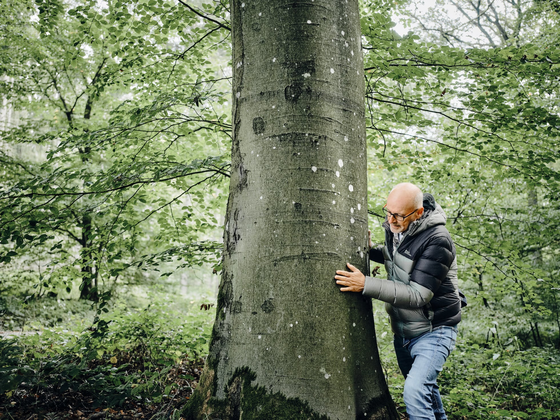 Peter Wohlleben, the world’s most famous forester: ‘In cities, trees ...