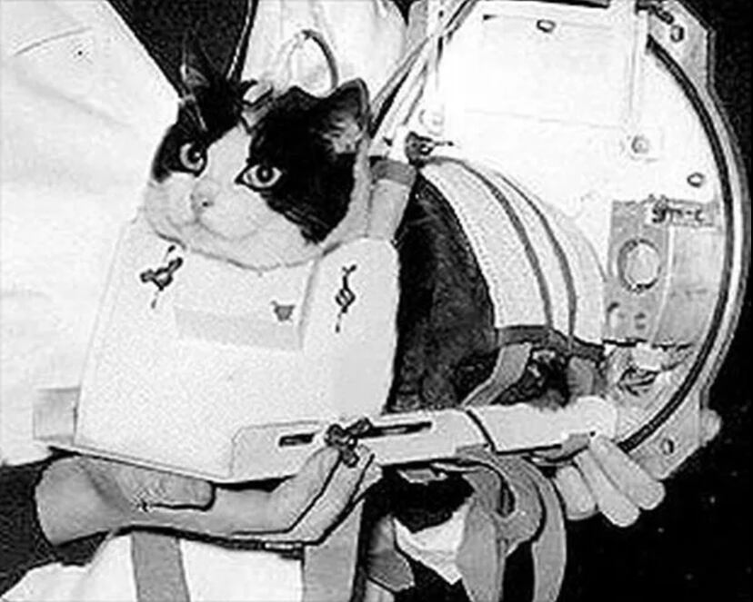 Felicette: How France launched the first cat into space 60 years ago | Science | EL PAÍS English