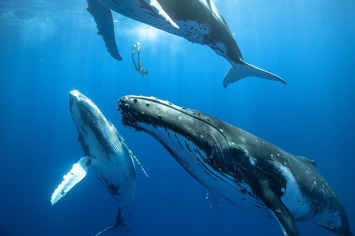El canto de las ballenas no puede con el ruido de los barcos | Ciencia ...