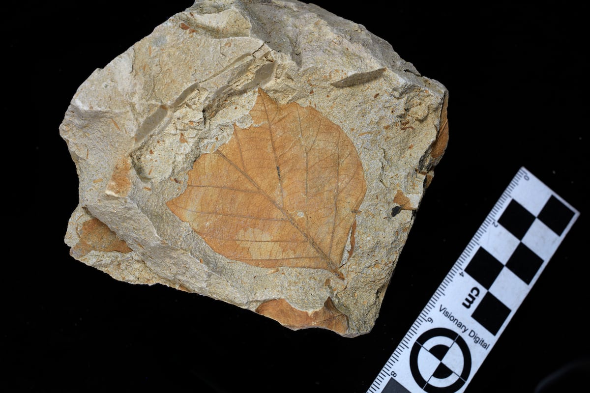 El meteorito que extinguió a los dinosaurios dio origen a los bosques ...