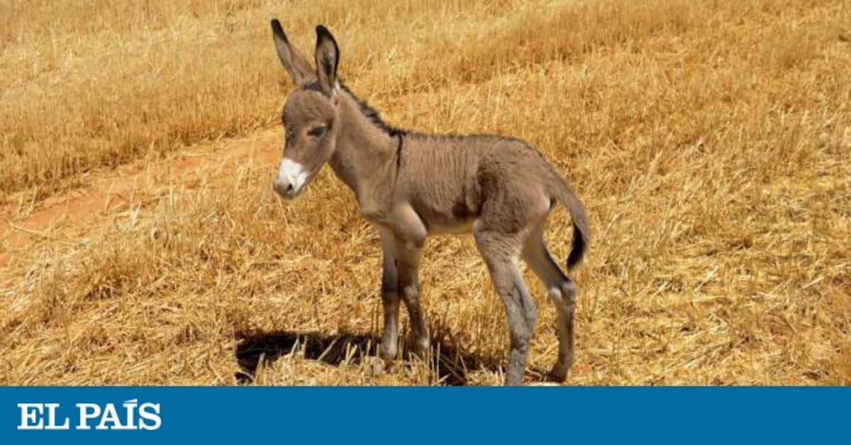 El ERE de los burros españoles | Cultura | EL PAÍS