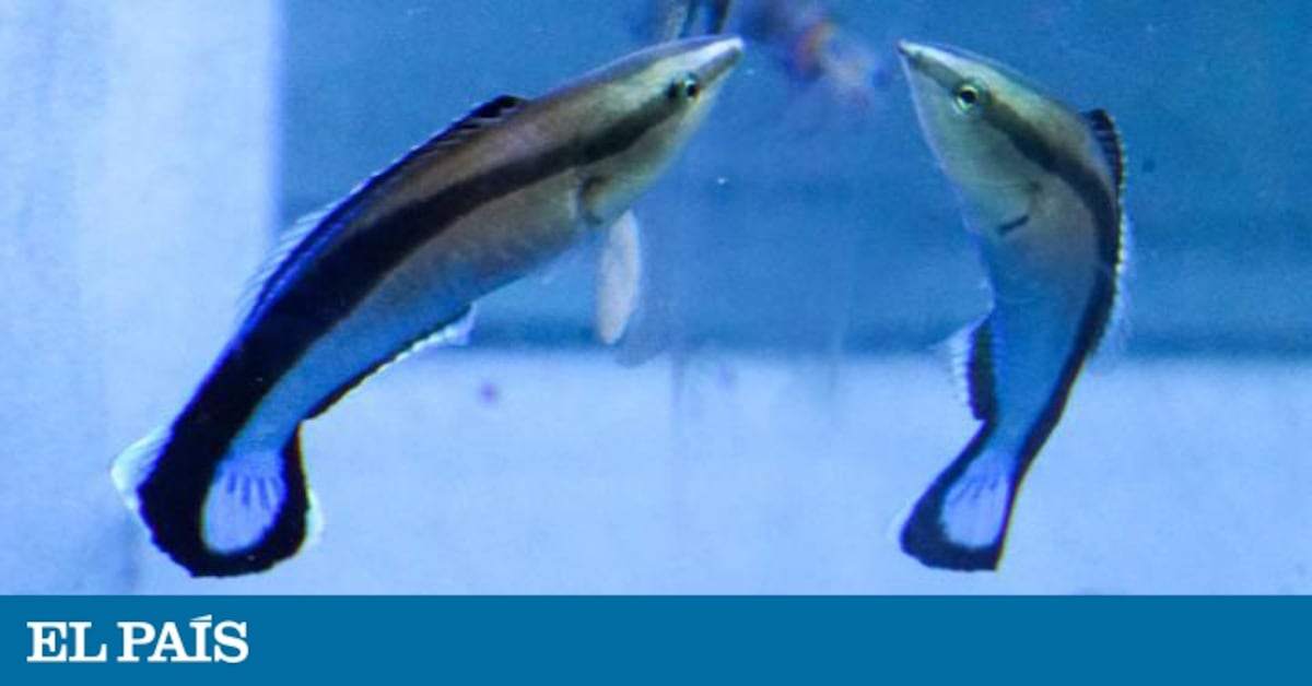 El pez que logra reconocerse en el espejo | Ciencia | EL PAÍS