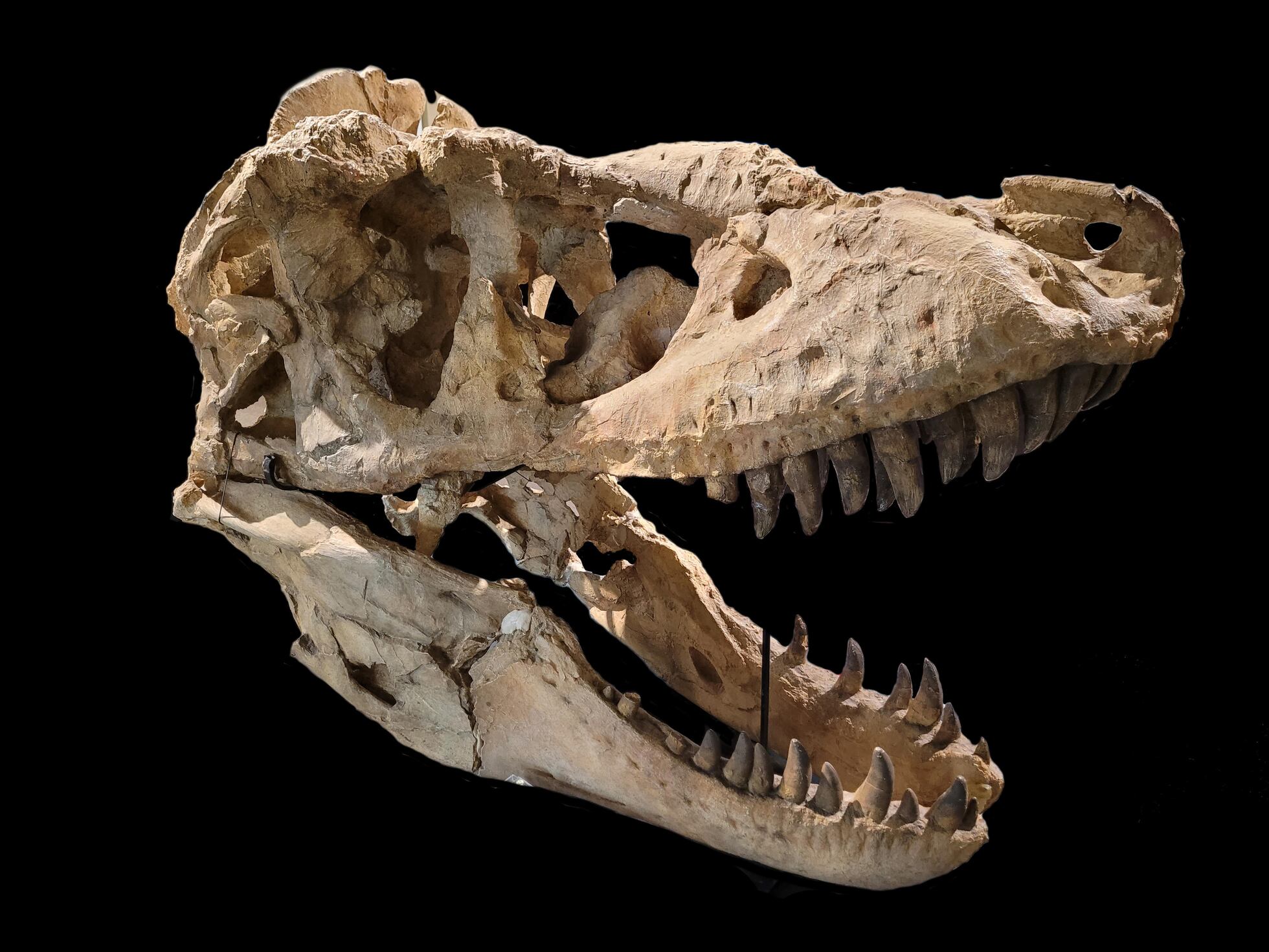 El eslabón perdido en la evolución del ‘Tyrannosaurus rex’ vivió en ...