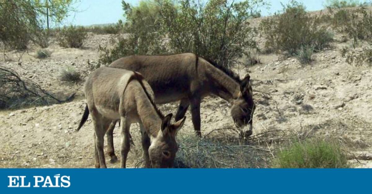 45.000 euros de recompensa por saber quién ha matado más de 40 burros ...