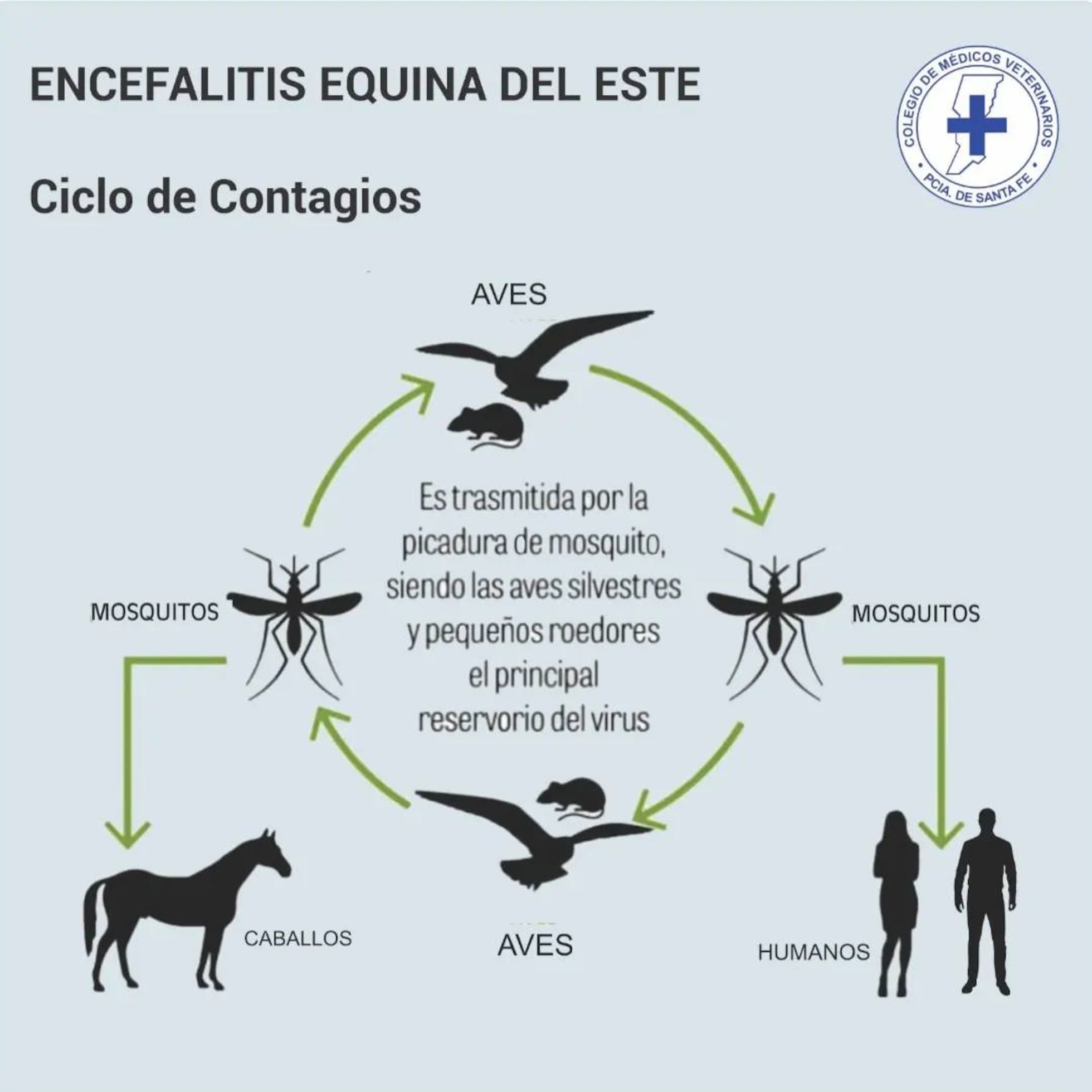 Encefalomielitis equina: qué es, cómo se transmite y cuál es el riesgo ...