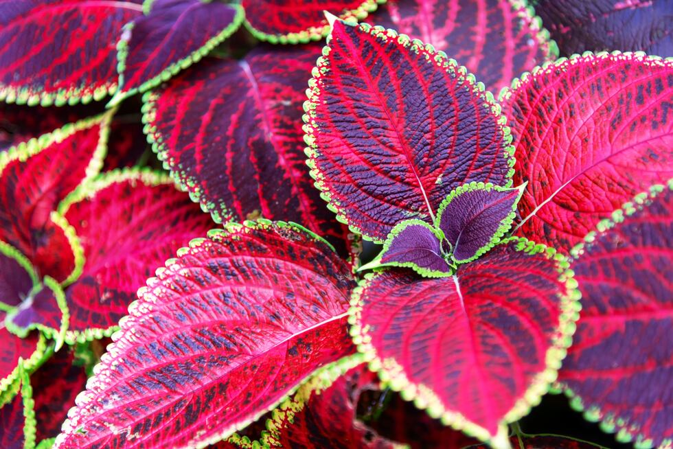 Jardinería emocional: cuando las flores y plantas hacen brotar ...