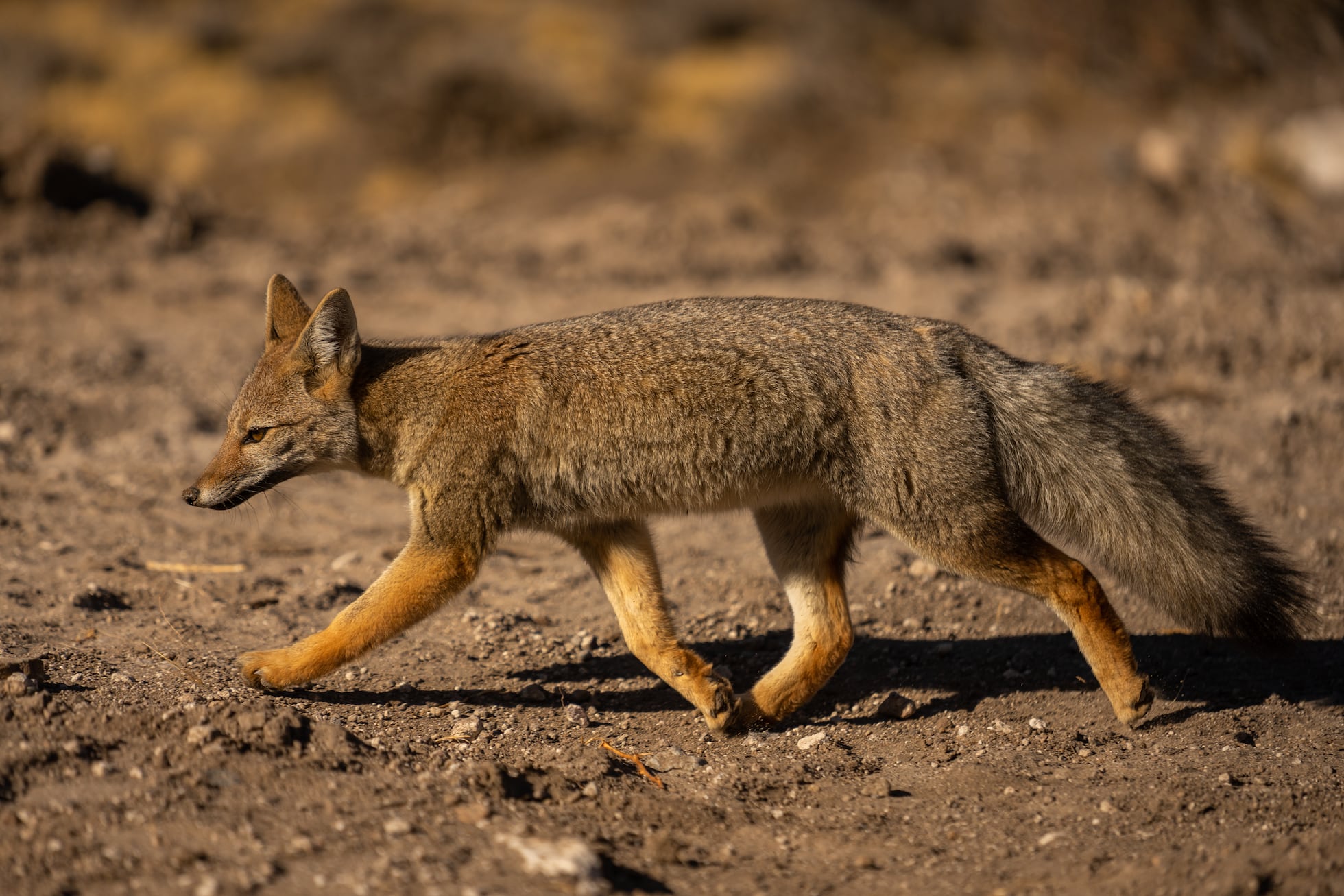 Santa Cruz: Una provincia argentina autoriza la caza deportiva de pumas ...