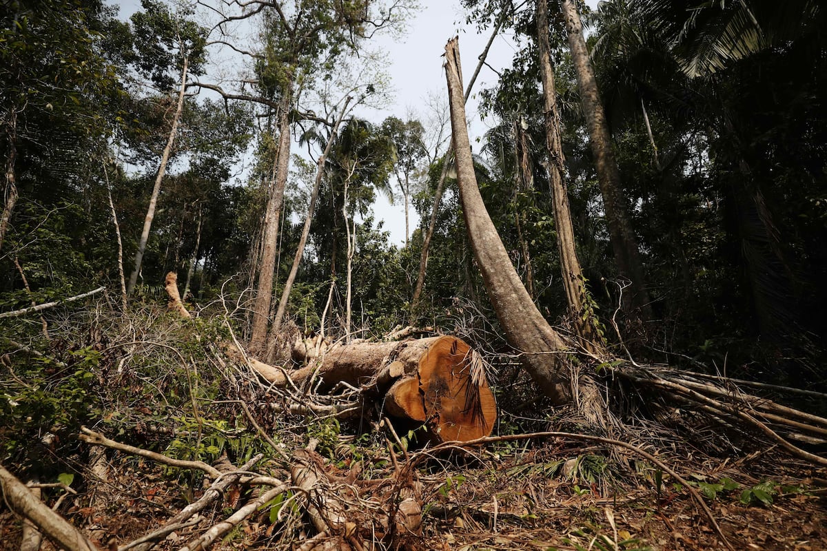 El reto de proteger árboles de miles de años en la Amazonia peruana ...