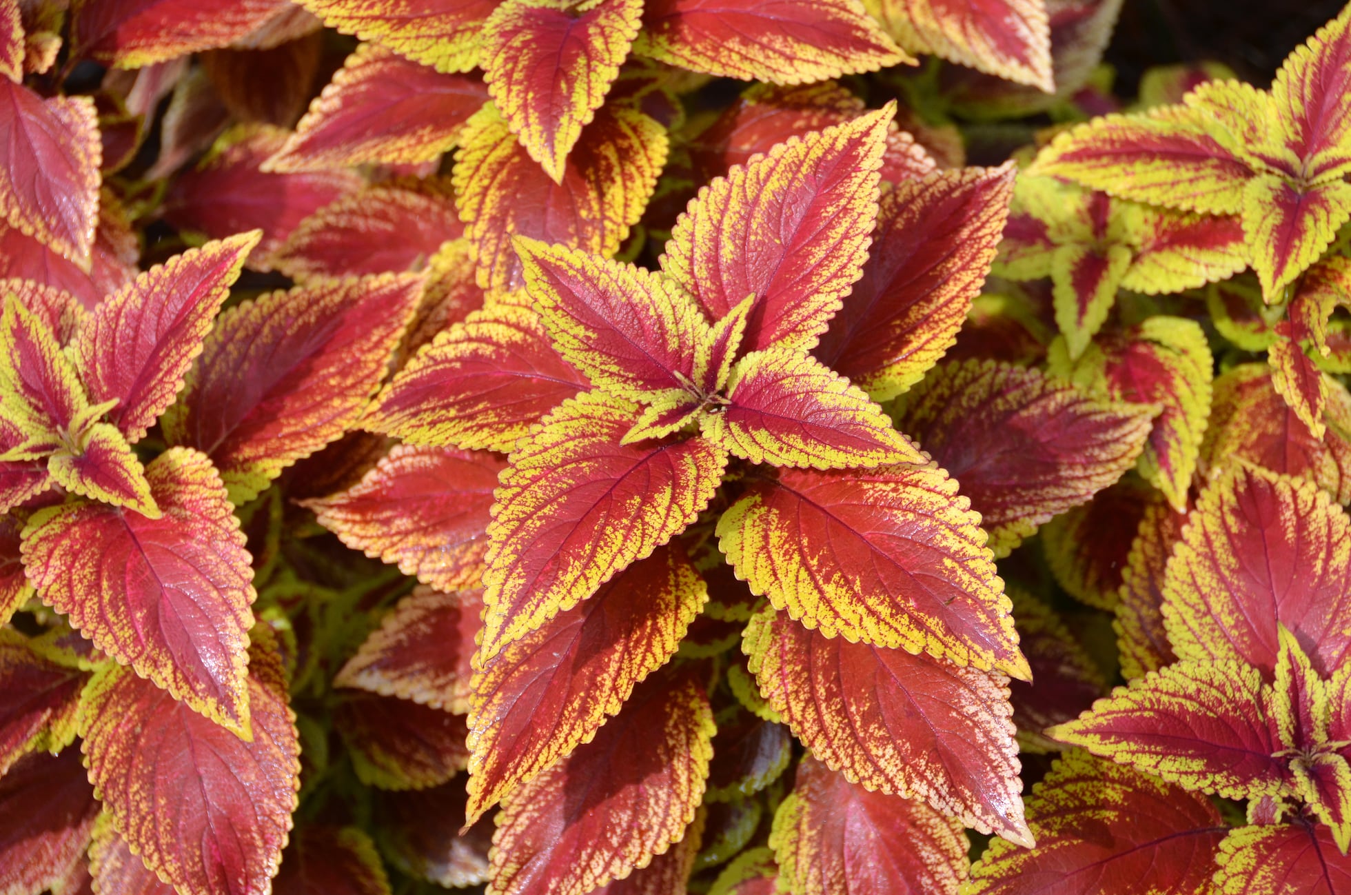 ¿Quieres añadir color al jardín? Incorpora plantas de hojas rojas ...