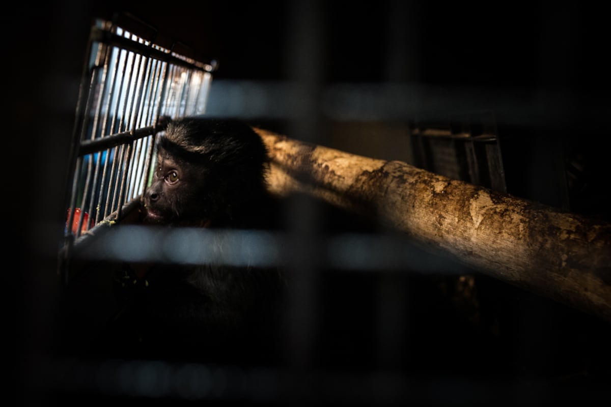 El tráfico de animales, un negocio millonario que amenaza 1.300 ...