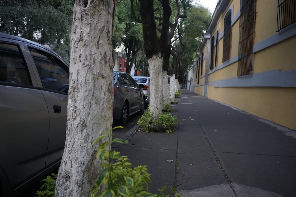 Si la cal que rodea los árboles de la Ciudad de México no sirve de nada ...