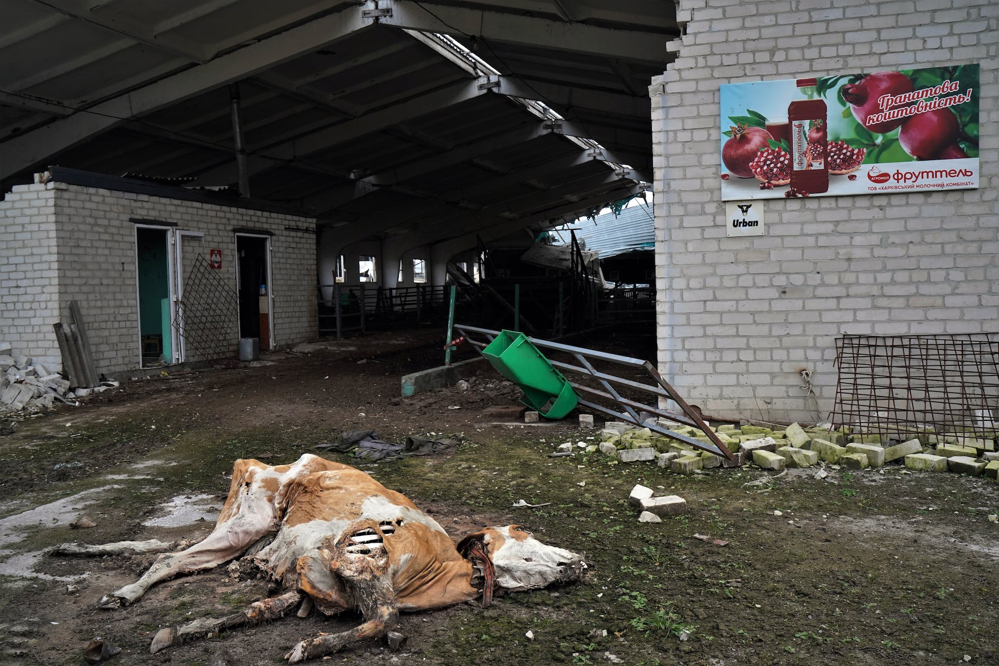 Ukraine’s farm of horrors: 2,000 dead cows and fields of anti-tank ...