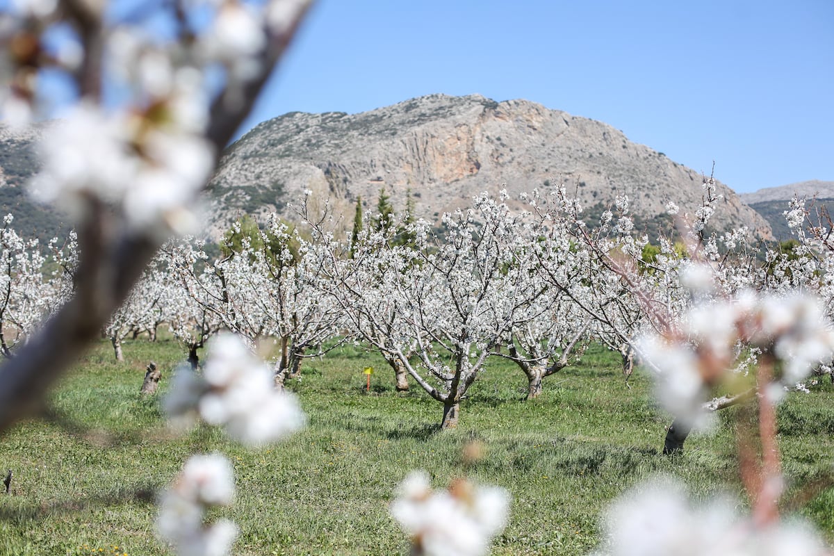 Festival Sakura: Alfarnate, el pueblo de Málaga que se convierte en Japón durante este fin de ...