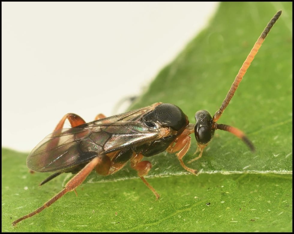 Earth’s hidden insects: Scientists estimate there could be 20 million ...