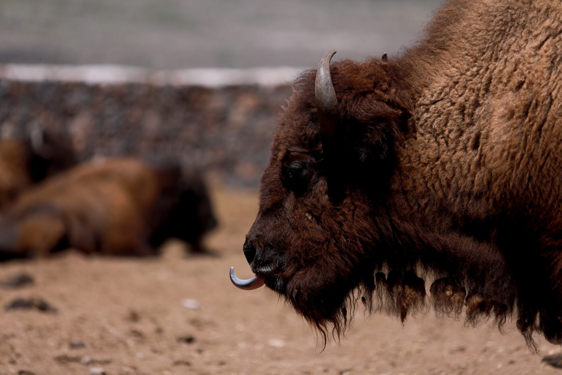 Desfile 16 de septiembre: El criadero militar donde se dejan las armas ...