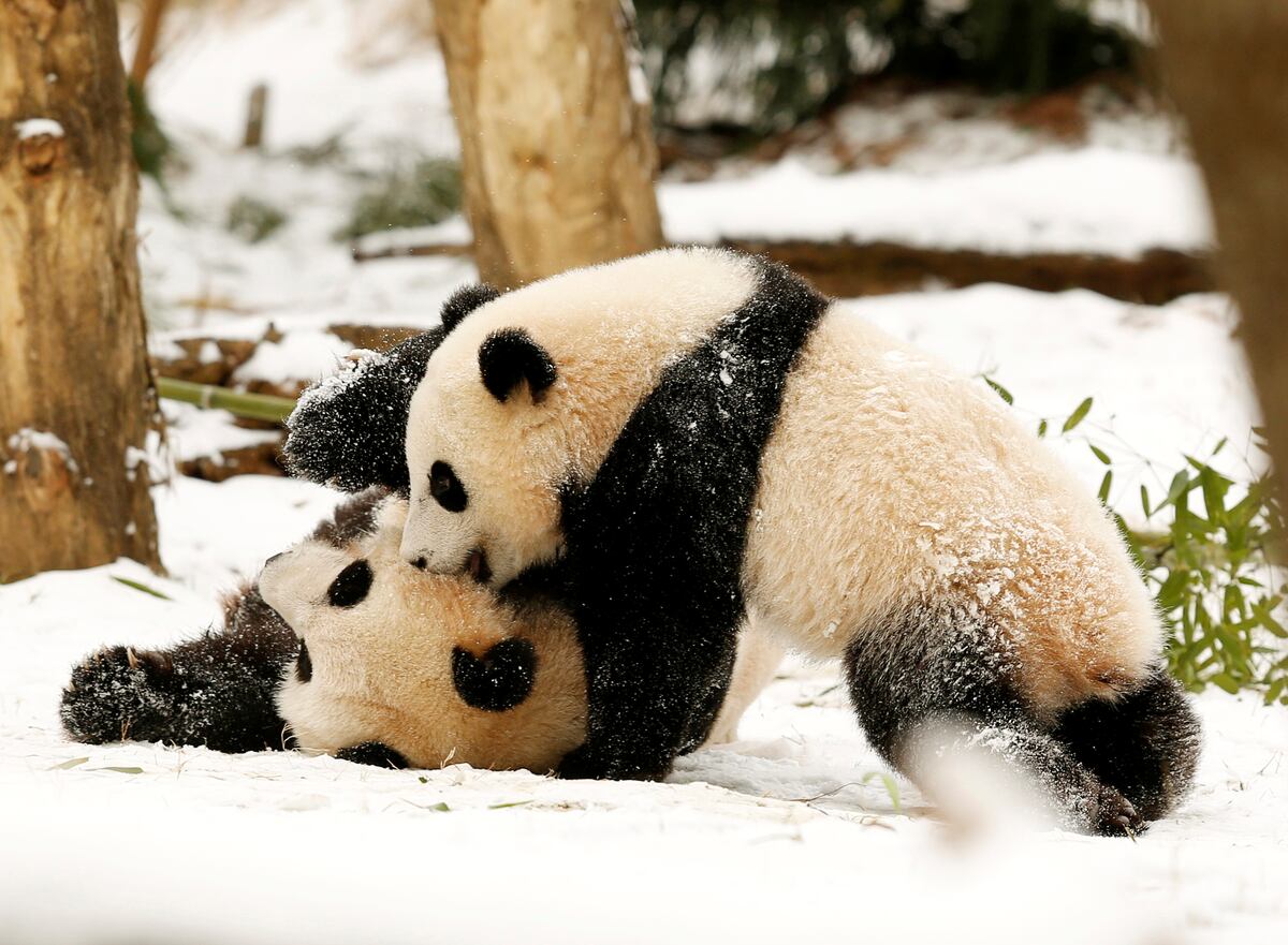 China plans to send San Diego Zoo more pandas this year, reintroducing panda diplomacy ...