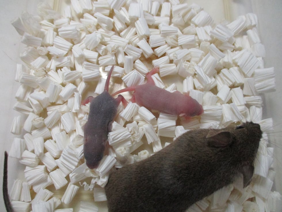 ¿Se puede clonar un ratón eternamente? Una investigación pone a prueba ...