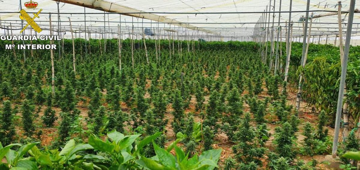 Se busca empresa para desmantelar grandes plantaciones de marihuana | España | EL PAÍS