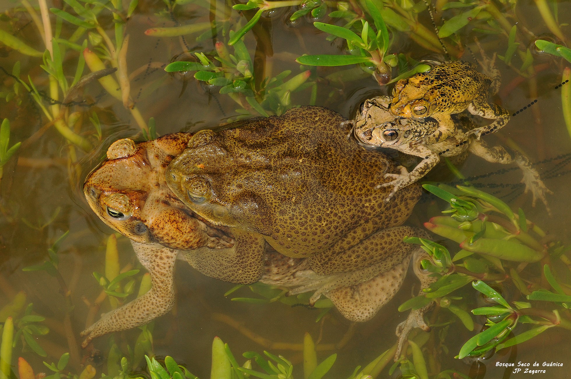 The Puerto Rican crested toad: The shy star of Bad Bunny’s new album ...