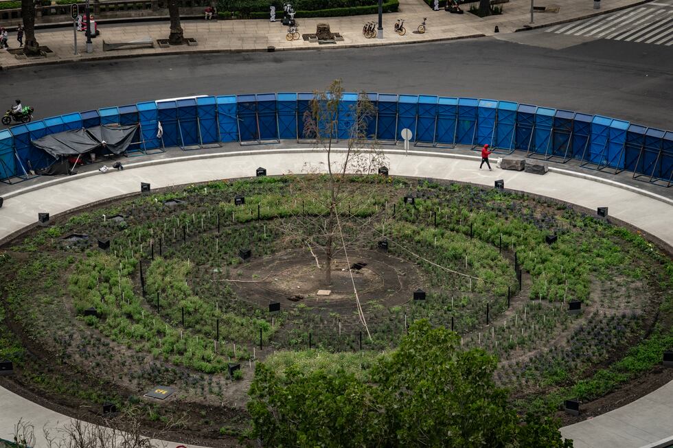 La muerte acecha de nuevo al ahuehuete de Paseo de la Reforma | EL PAÍS ...