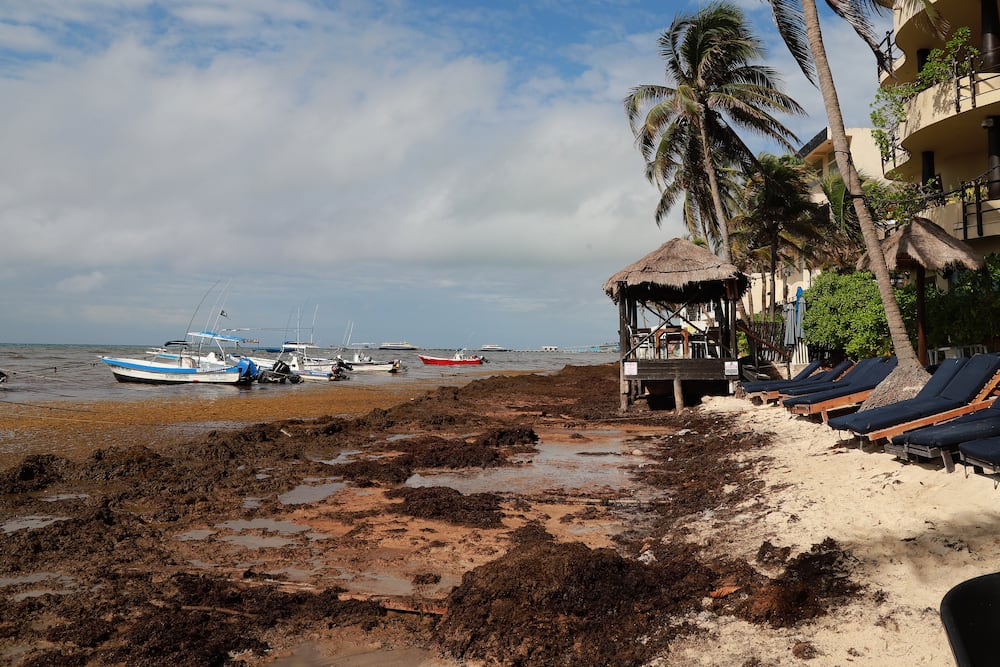 México se prepara para una temporada récord de sargazo en el Caribe ...