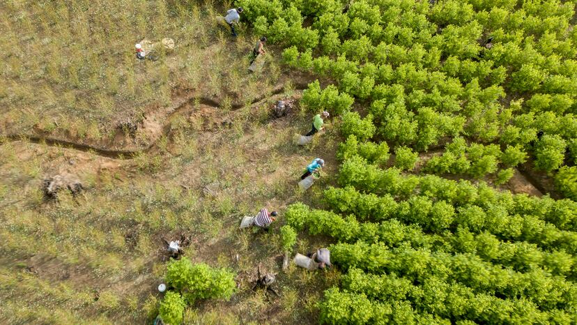 Colombia sets new records for coca crops and cocaine production ...