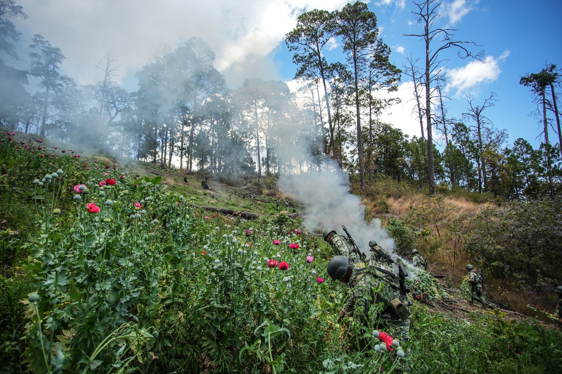 From fentanyl to avocado: The many faces of the Mexican cartels ...