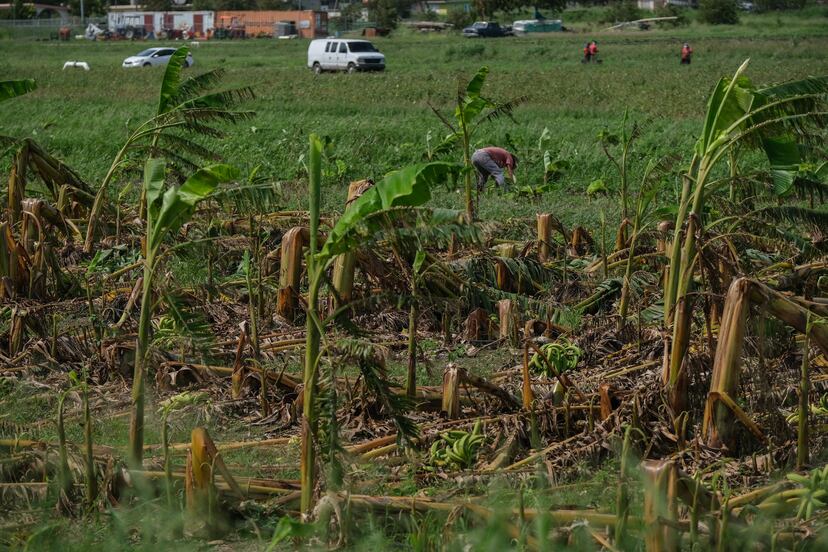 Una isla que solo produce el 20% de lo que come: el gran problema de ...