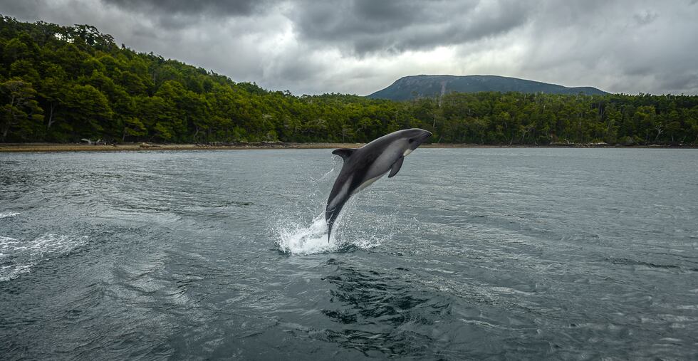 Cabo Froward: 121.000 hectáreas de conservación en el parque nacional ...