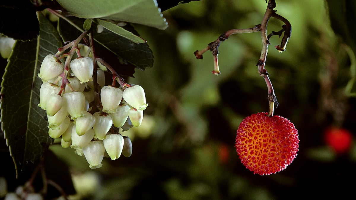 El madroño, ese arbusto con deliciosos frutos y bellos racimos de ...