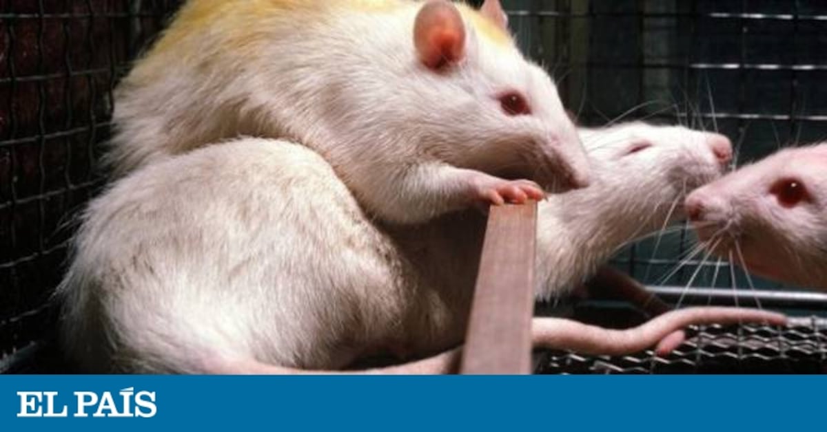 La edición del genoma logra devolver parcialmente la vista a ratas ...