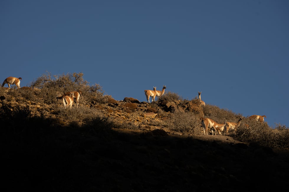 Argentine province authorizes the sport hunting of pumas, foxes, and ...
