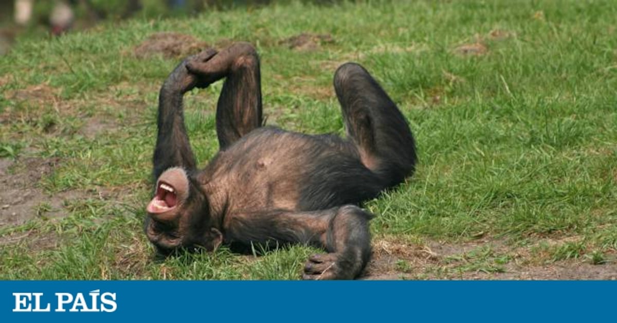 Do que riem os macacos bonobos? | El País Semanal | EL PAÍS Brasil