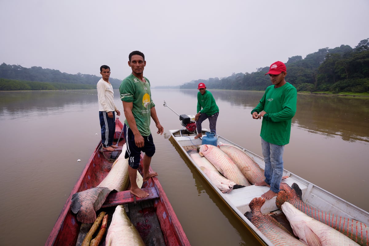 Saving the pirarucú, South America’s largest freshwater fish | Society ...