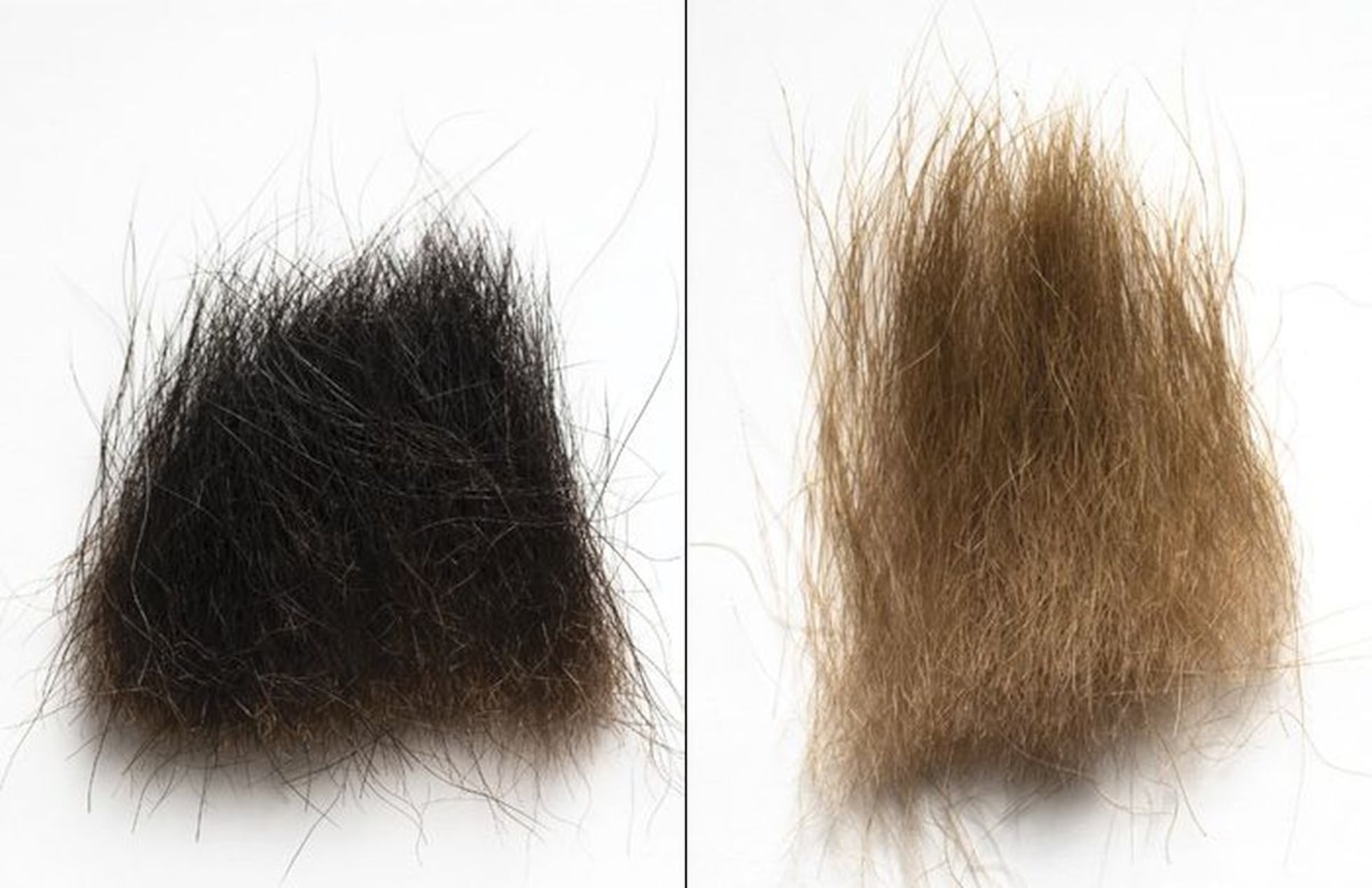 The mystery of brown pandas revealed: Their color is due to a mutation ...