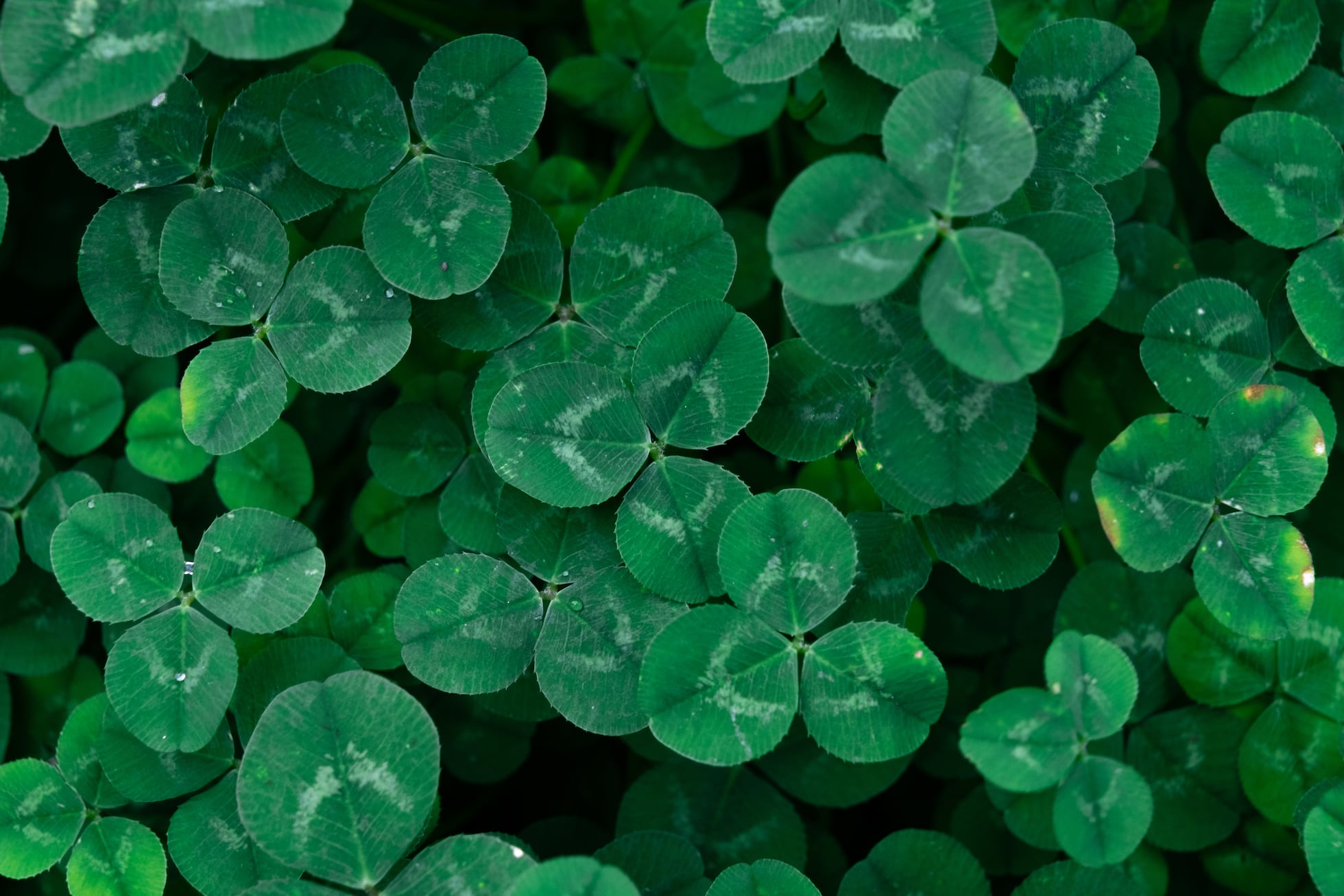 El trébol blanco y el césped, la pareja de la fortuna en cualquier ...