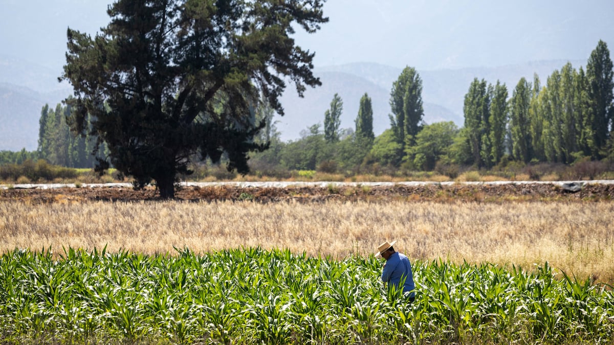 Envejecer en las zonas rurales de Chile: “Los chiquillos se van por ...