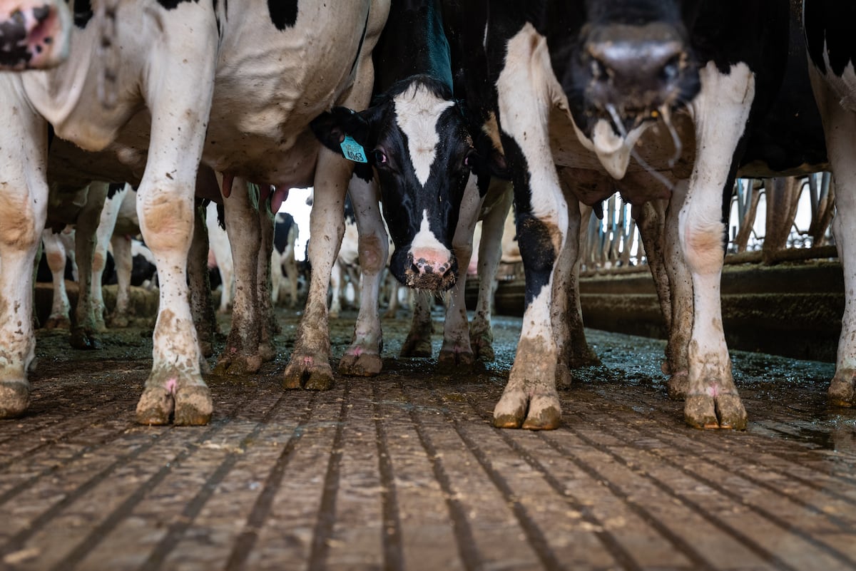 A single mutation in avian influenza in cows could enable human-to ...