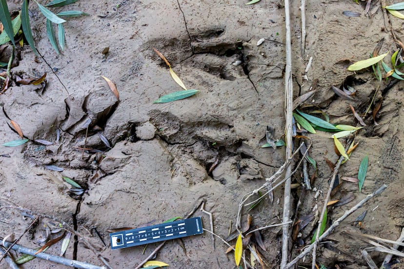 El misterio de los castores en España: no se sabe cuántos hay ni quién ...