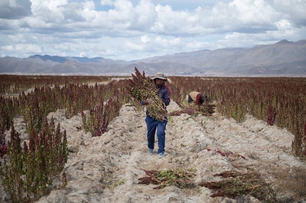 Severe drought parches Bolivia: ‘My biggest fear is running out of food ...