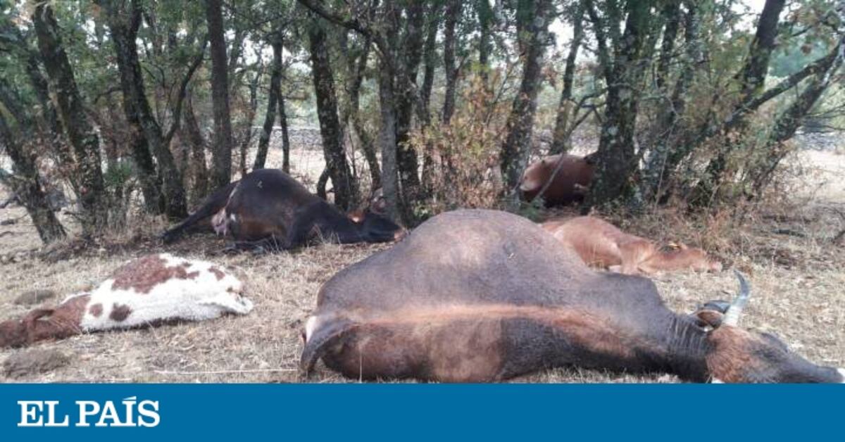 Un rayo fulmina a nueve reses en la Sierra de Madrid | Mundo animal ...