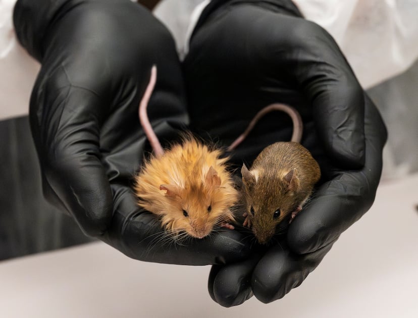 Creados ratones lanudos que ‘resucitan’ genes del mamut | Ciencia | EL PAÍS