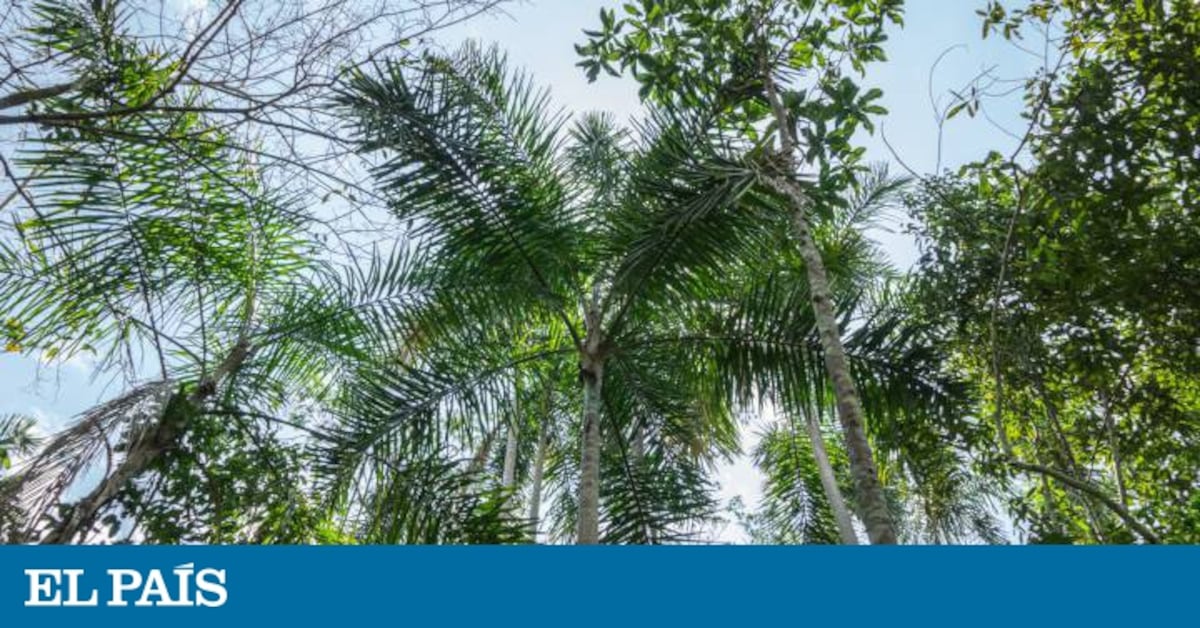 Un pequeño oasis en medio de la deforestación | Planeta Futuro | EL PAÍS