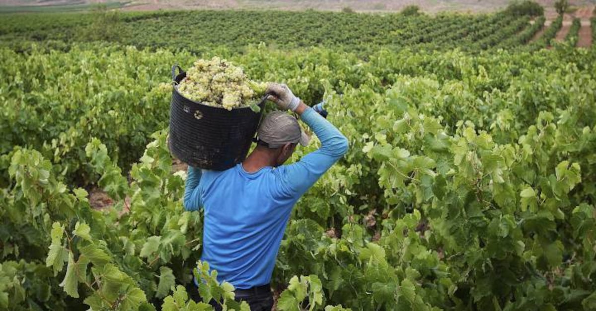 Spanish grape harvest: Poor grape harvest means less wine in Spain, but ...